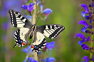 Nature Picture Library Invertebrates