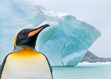 Nature Picture Library Feature Stories