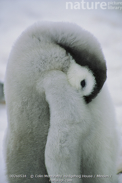Stock photo of Emperor Penguin (Aptenodytes forsteri) chick sleeping ...