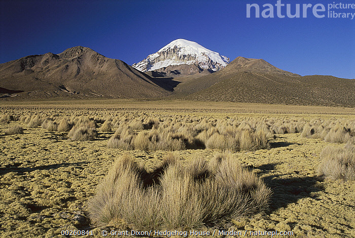 Stock photo of Nevado Sajama, Bolivia's highest peak, seen from Sajama ...