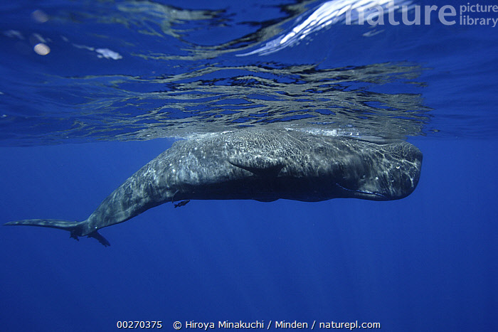Stock photo of Sperm Whale (Physeter macrocephalus) surfacing ...
