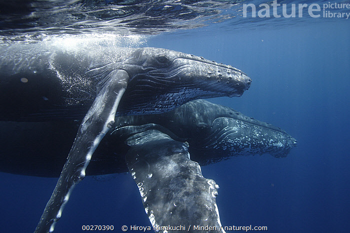 Stock photo of Humpback Whale (Megaptera novaeangliae) mother and calf ...