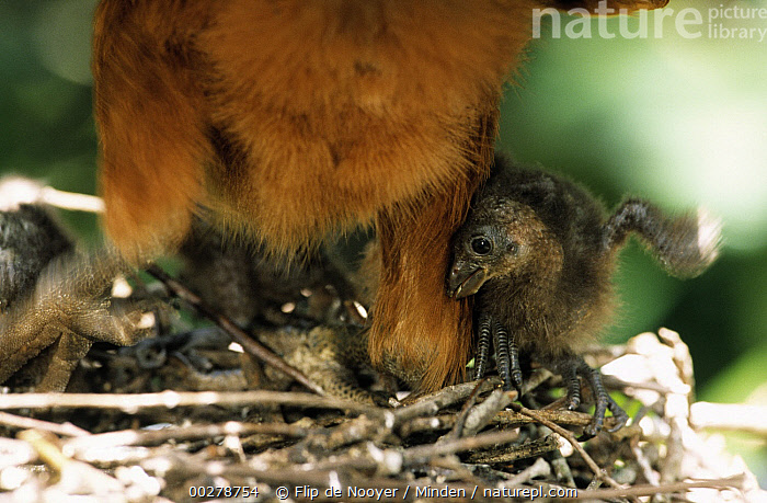 Stock photo of Hoatzin (Opisthocomus hoazin) chick being shaded from ...