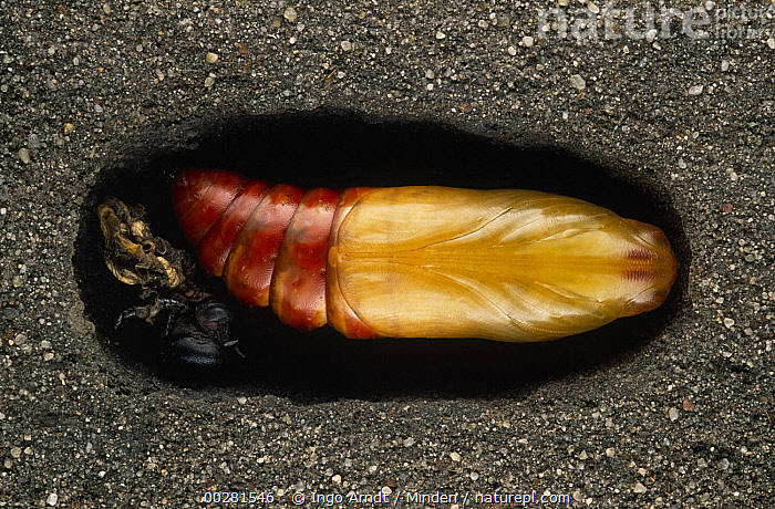 Stock photo of Death's Head Hawk Moth (Acherontia atropos) pupa buried ...
