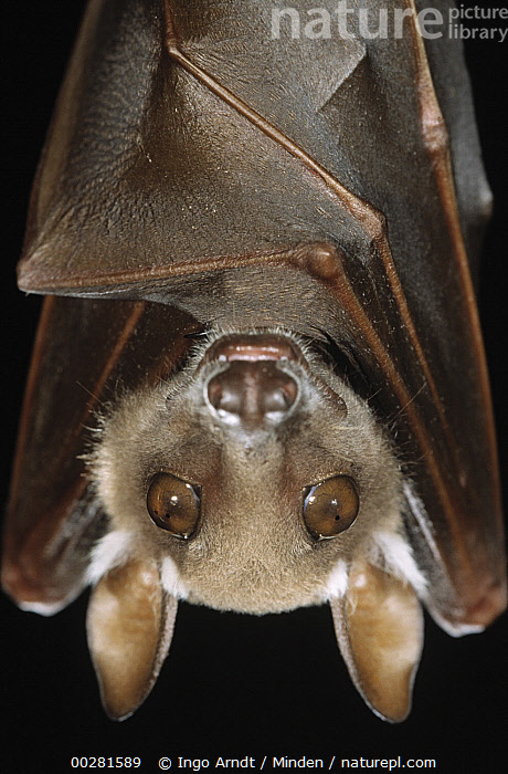 Stock photo of Buettikofer's Epauletted Bat (Epomops buettikoferi ...