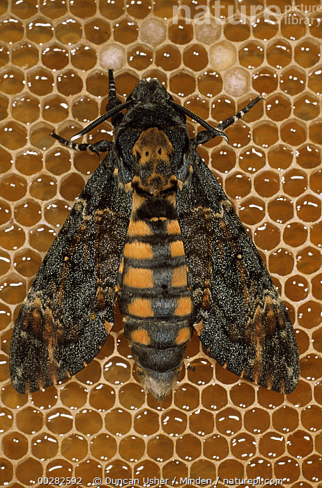 Stock photo of Death's Head Hawk Moth (Acherontia atropos) on honeycomb ...
