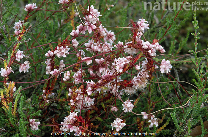 Stock photo of Clover Dodder (Cuscuta epithymum) perennial vine in ...