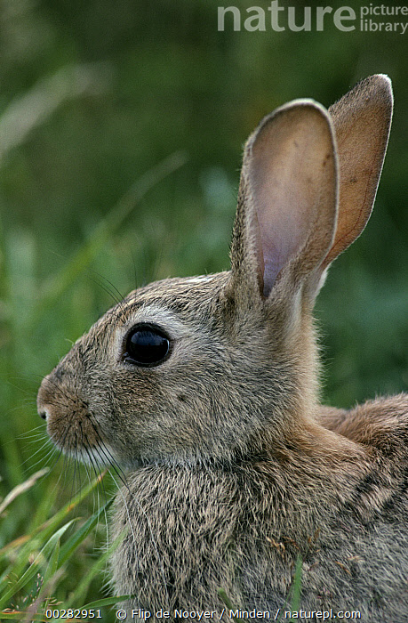 Stock photo of European Rabbit (Oryctolagus cuniculus) portrait, Europe ...