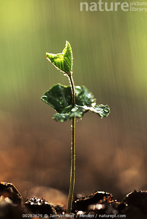 Stock photo of European Beech (Fagus sylvatica) sapling growing from ...
