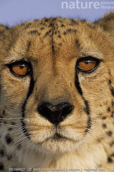 Stock photo of Cheetah (Acinonyx jubatus) close up of face showing ...