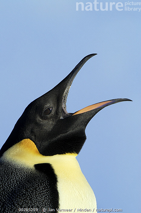 Emperor Penguin Beak