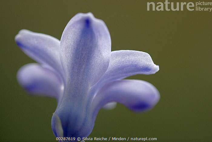 Stock photo of Hyacinth (Hyacinthus sp) flower, Hoogeloon, Netherlands ...
