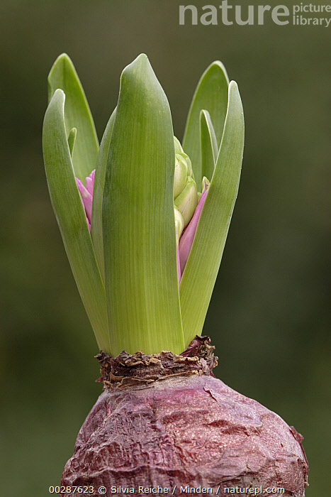 Stock photo of Hyacinth (Hyacinthus sp) bulb blooming, Hoogeloon ...