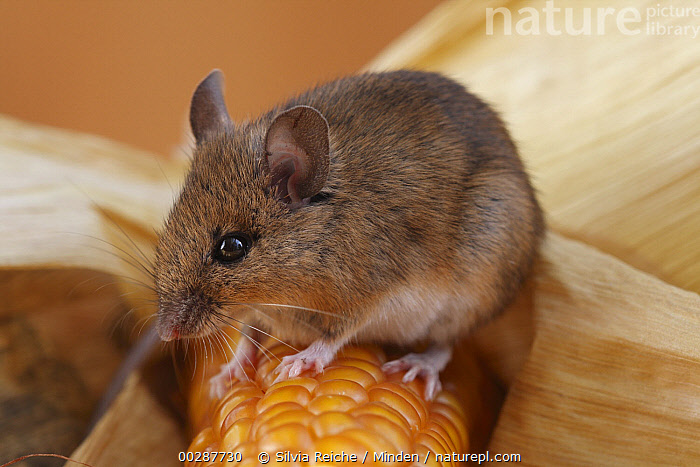 Stock photo of Wood Mouse (Apodemus sylvaticus) on Corn (Zea sp) cob ...