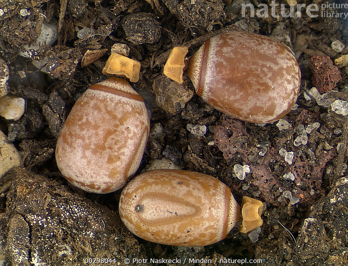 Stock photo of Goliath Stick Insect (Eurycnema goliath) eggs resemble ...