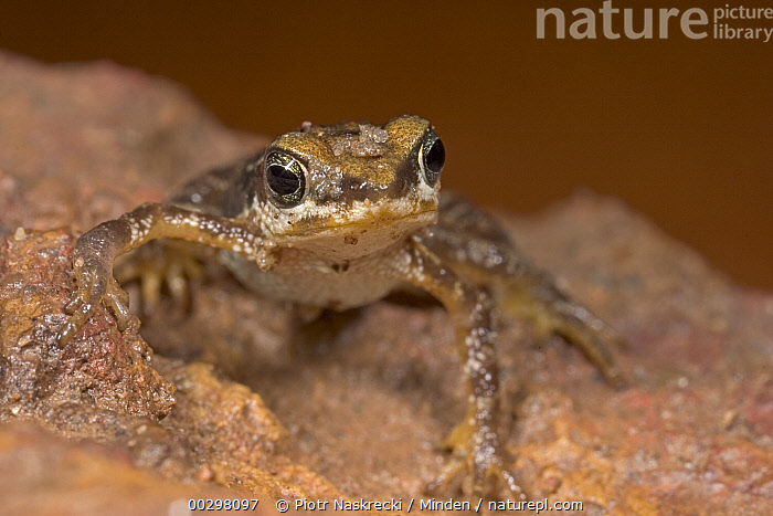 Stock photo of Western Nimba Toad (Nimbaphrynoides occidentalis) unique ...