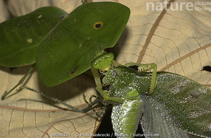 Stock photo of Hooded Praying Mantis (Choeradodis rhomboidea) devouring ...