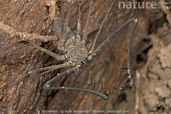 Stock photo of Tailless Whip Scorpion (Heterophrynus sp) male showing ...