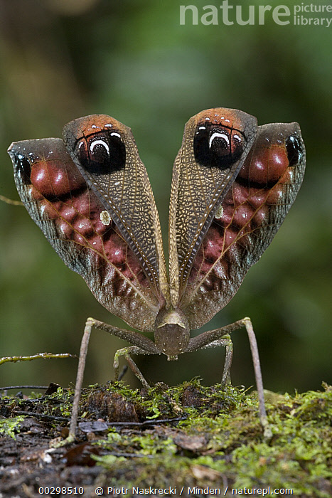 Stock photo of Peacock Katydid (Pterochroza ocellata) in startle ...