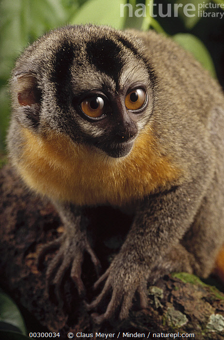 Stock photo of Northern Night Monkey (Aotus trivirgatus) portrait ...
