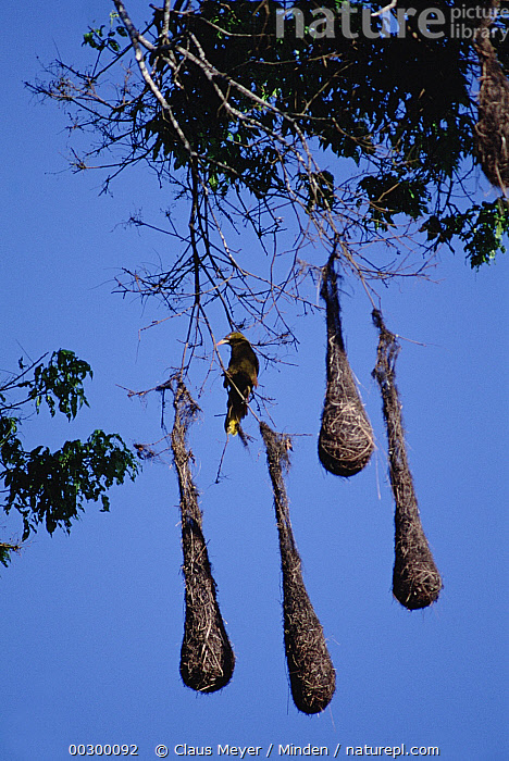 Stock photo of Green Oropendola (Psarocolius viridis) and nests hanging ...