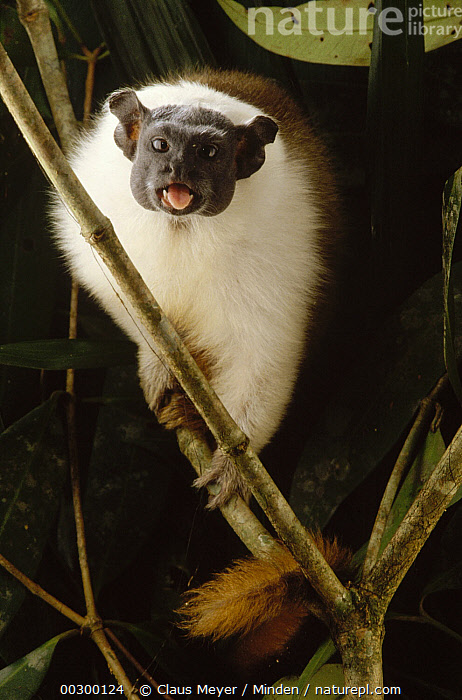 Stock photo of Bare Faced Tamarin (Saguinus bicolor) portrait, Amazon ...