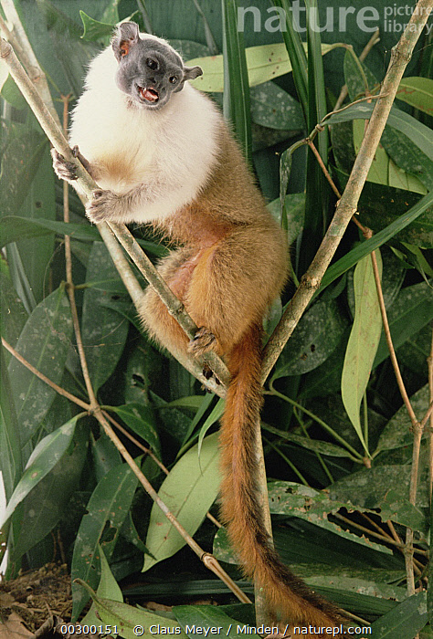 Stock photo of Bare Faced Tamarin (Saguinus bicolor) portrait, Amazon ...