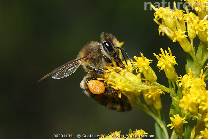 Stock photo of Honey Bee (Apis mellifera) gathering pollen with pollen ...