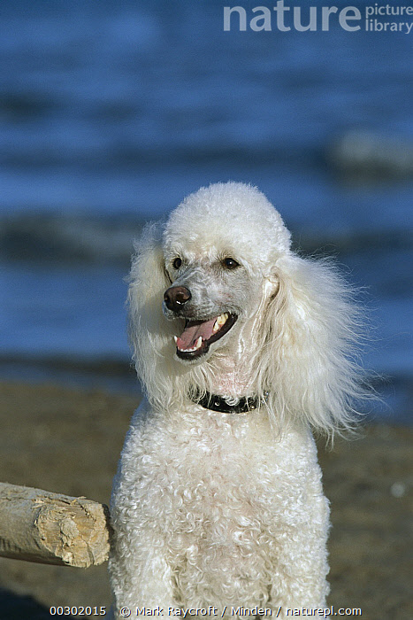 Stock photo of Miniature Poodle (Canis familiaris) portrait. Available ...
