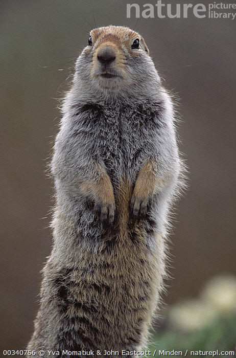 Arctic Ground Squirrel