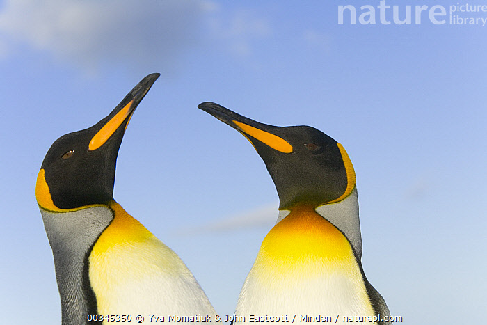 Stock photo of King Penguin (Aptenodytes patagonicus) interacting, St ...