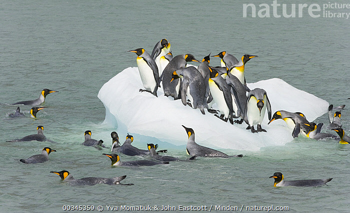 Stock photo of King Penguin (Aptenodytes patagonicus) group congregates ...