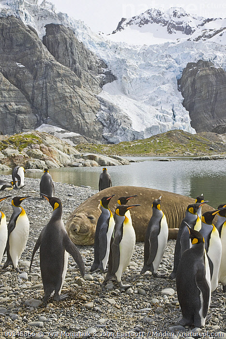 Stock photo of King Penguin (Aptenodytes patagonicus) group walking ...