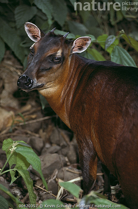 Stock photo of Bay Duiker (Cephalophus dorsalis), Korup National Park ...