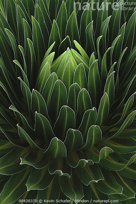 Stock photo of Giant Lobelia (Lobelia deckenii keniensis), Mount Kenya ...