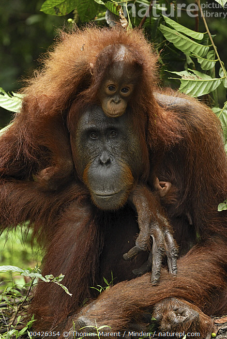 Stock photo of Orangutan (Pongo pygmaeus) female with baby relaxing on ...