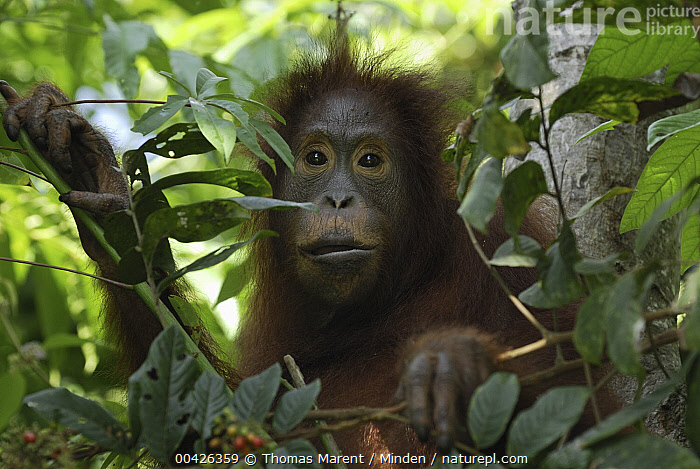 Stock photo of Orangutan (Pongo pygmaeus) portrait, Camp Leaky, Tanjung ...