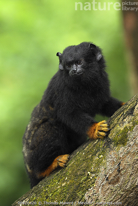 Stock photo of Midas Tamarin (Saguinus midas), Brazil. Available for ...