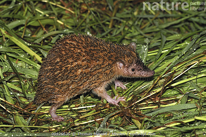 Stock photo of Greater Hedgehog Tenrec (Setifer setosus), Ankarana ...