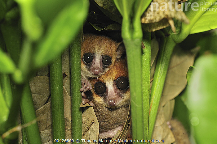 Stock photo of Goodman's Mouse Lemur (Microcebus lehilahytsara) pair in ...