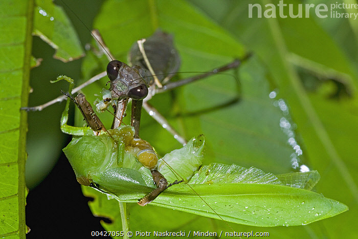 Stock photo of Katydid (Tettigoniidae) eaten by another insect, Mamang ...