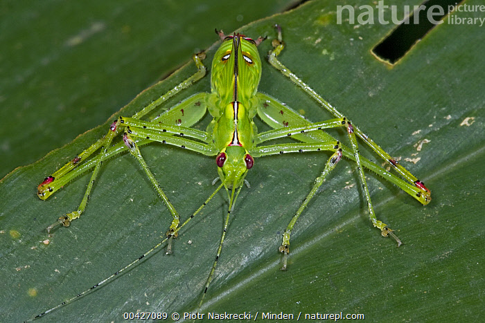 Stock photo of Katydid (Tettigoniidae), Atewa Range, Ghana. Available ...