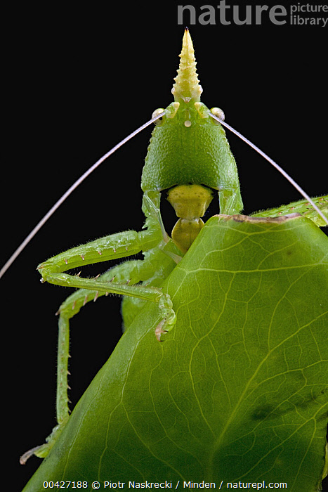 Stock photo of Katydid (Copiphora cornuta), Paramaribo, Surinam ...