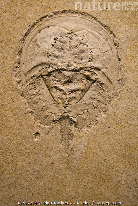 Stock photo of Horseshoe Crab (Mesolimulus walchi) fossil, from the ...