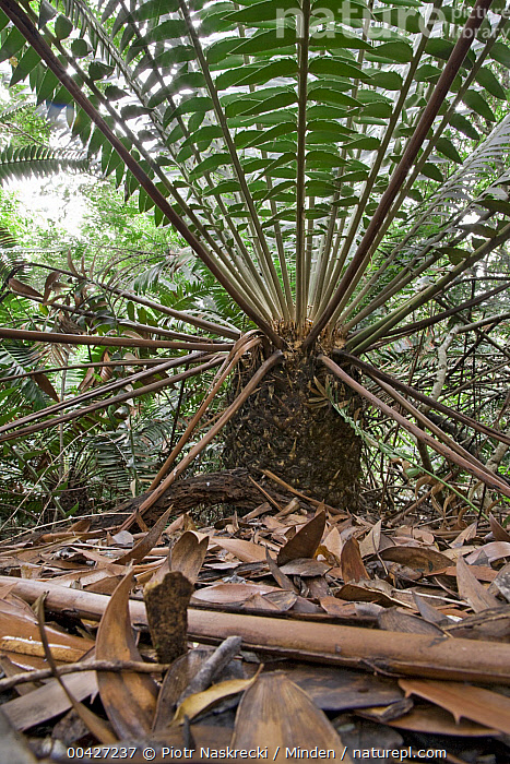 Stock photo of Leaf litter composed entirely of cycad leaves, Modjadji ...