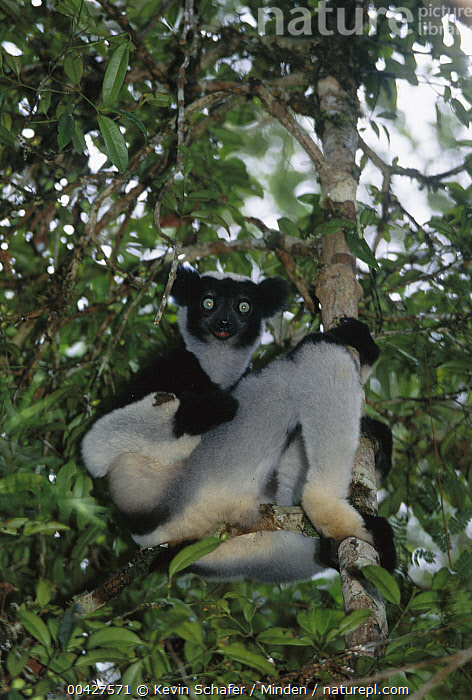 Stock photo of Indri (Indri indri) sitting in tree, Madagascar ...