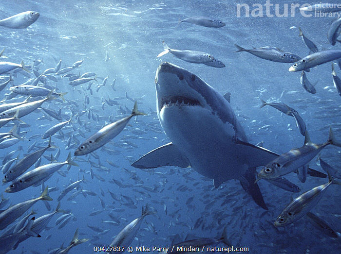Stock photo of Great White Shark (Carcharodon carcharias) with ...