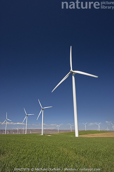 Stock photo of Biglow Wind Farm near the Columbia River, Oregon ...