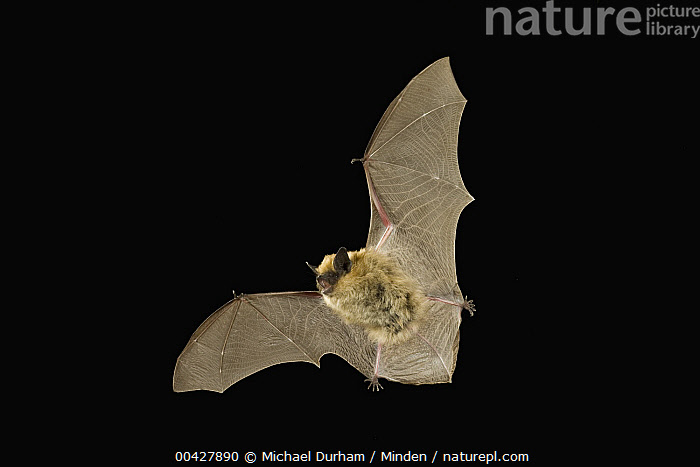 Stock Photo Of Western Small Footed Myotis Myotis Ciliolabrum Flying