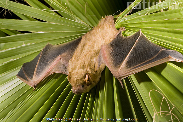 Stock photo of Northern Yellow Bat (Lasiurus intermedius) roosting in ...